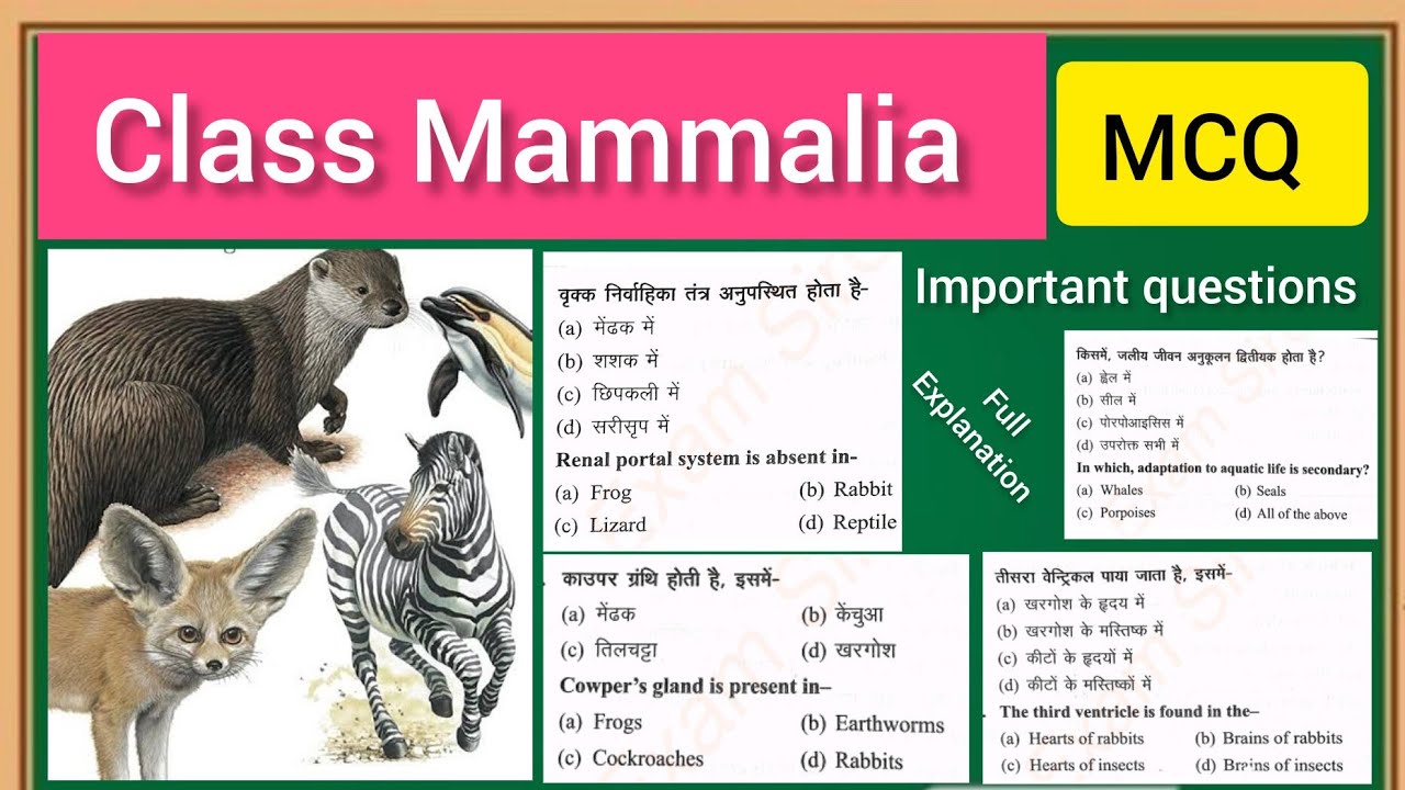 MCQs on class Mammalia | Questions of class Mammalia | - YouTube