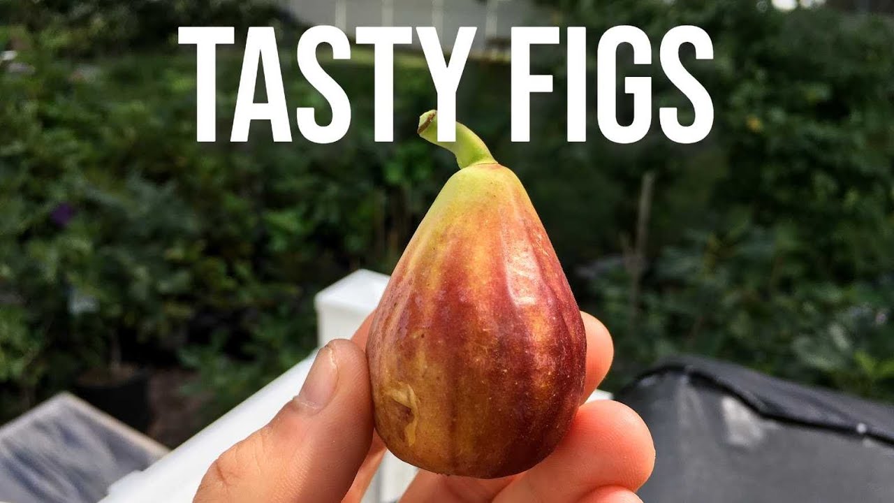 A Fig Lover's Odyssey: From Family Legacy to 200 Fig Varieties to ...