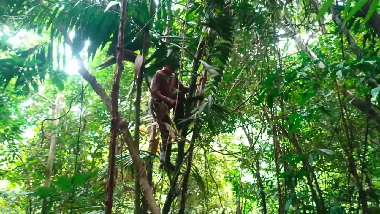 wow ganito pala Ang pag kuhA nito ng limoran or bunga ng rattan - YouTube