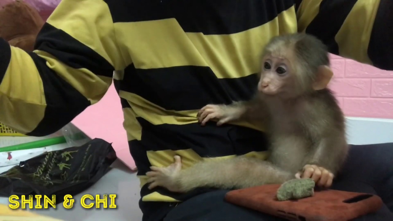 Baby Shin Monkey Has Just Play Toy With Father But He Fell asleep ...