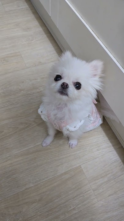 안녕하세요 똥강아지~ ♡ 사랑둥이 포메 이쁜시키 인사하는강아지 반려견 귀염둥이 사랑둥이 이쁜이 건강하자
