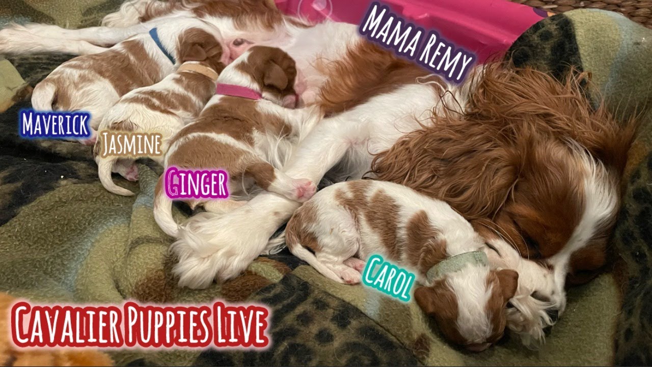 Runt Puppy Carol & Jasmine Make Big Gains! - YouTube