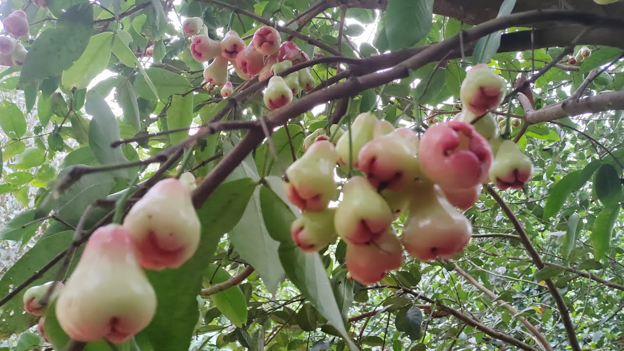 # Apple Chamba # big Chamba # red chamba# Malaysian chamba# Thailand ...