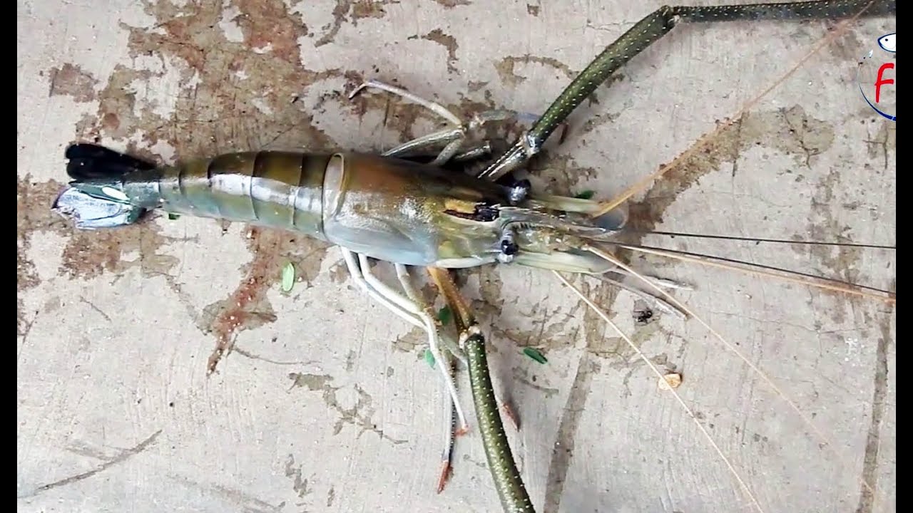 Fishing Videos : Giant Prawns With Long Legs Scampi Shrimp !! - YouTube
