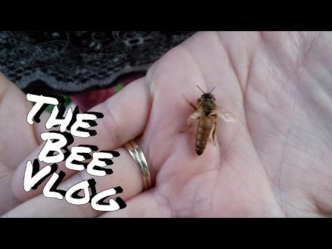 What Is Ccd In Relation To Honey Bees
