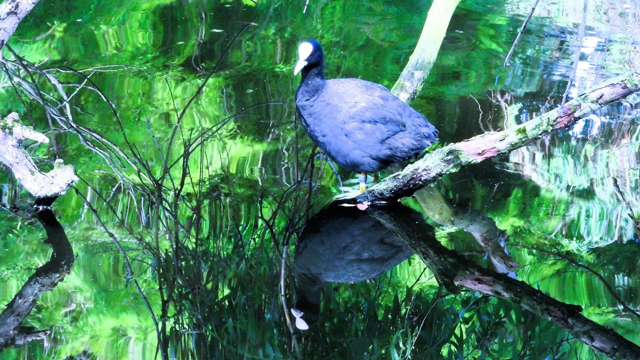 Eurasian Coot dives Underwater for Food, Common Coot Calling - YouTube