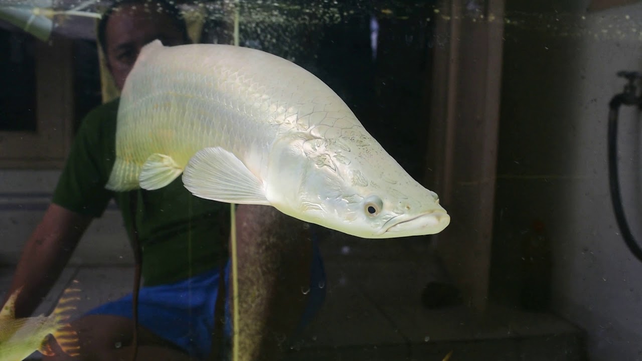 arapaima super red arowana feifeng - YouTube