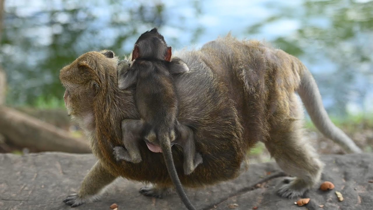good luck baby titi monkey love #monkey #cute #love #baby #funny # ...