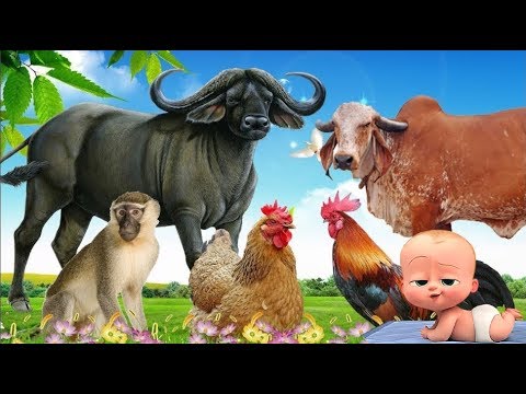 Dạy các con vật cho bé đọc tên con bò, con lợn, con chó, con mèo, dạy bé học các con vật online
