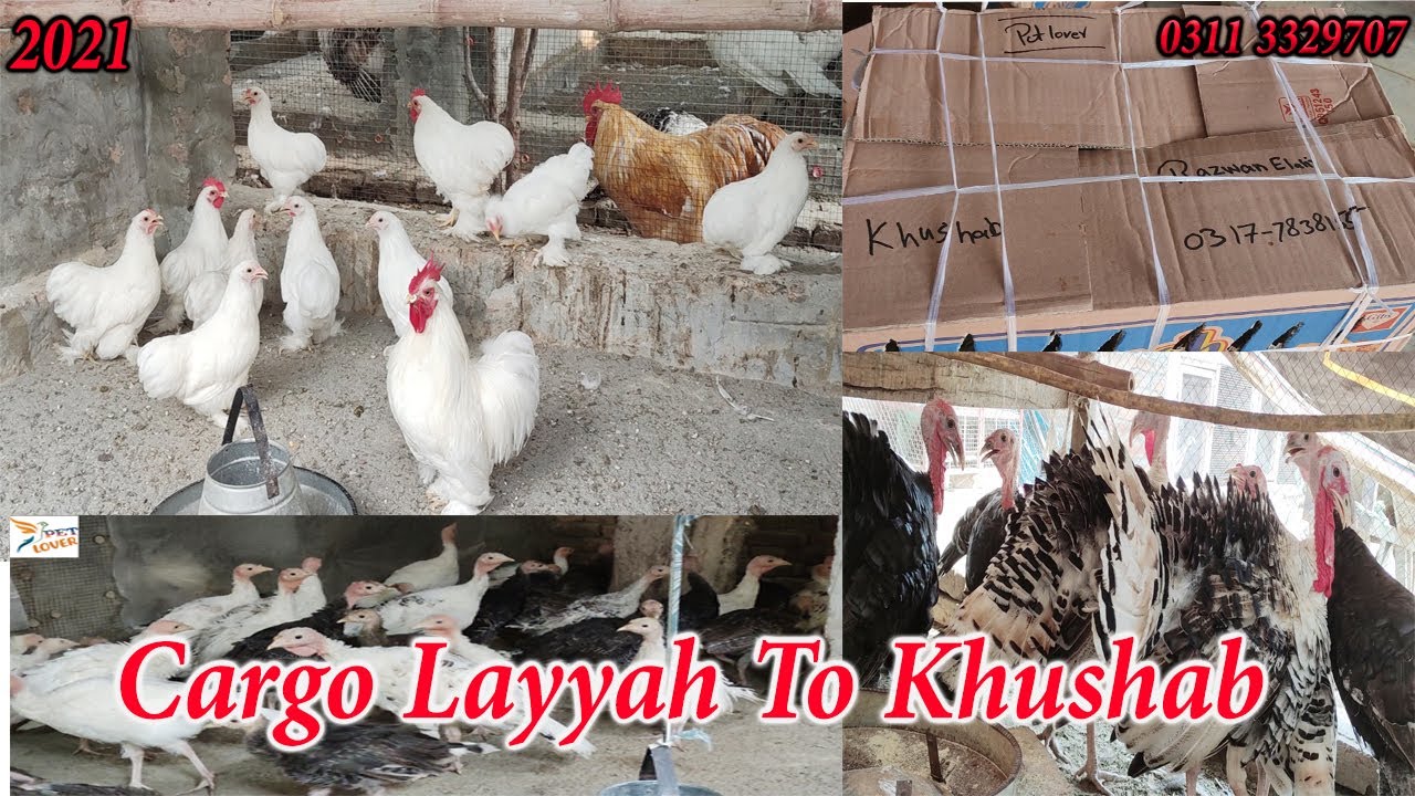 Cargo information Fateh Pur ( Layyah ) sa Khushab Complete Safely ...