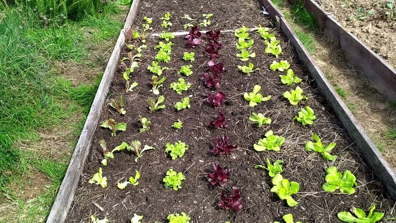 MES CONSEILS POUR UN POTAGER HYPER PRODUCTIF - YouTube