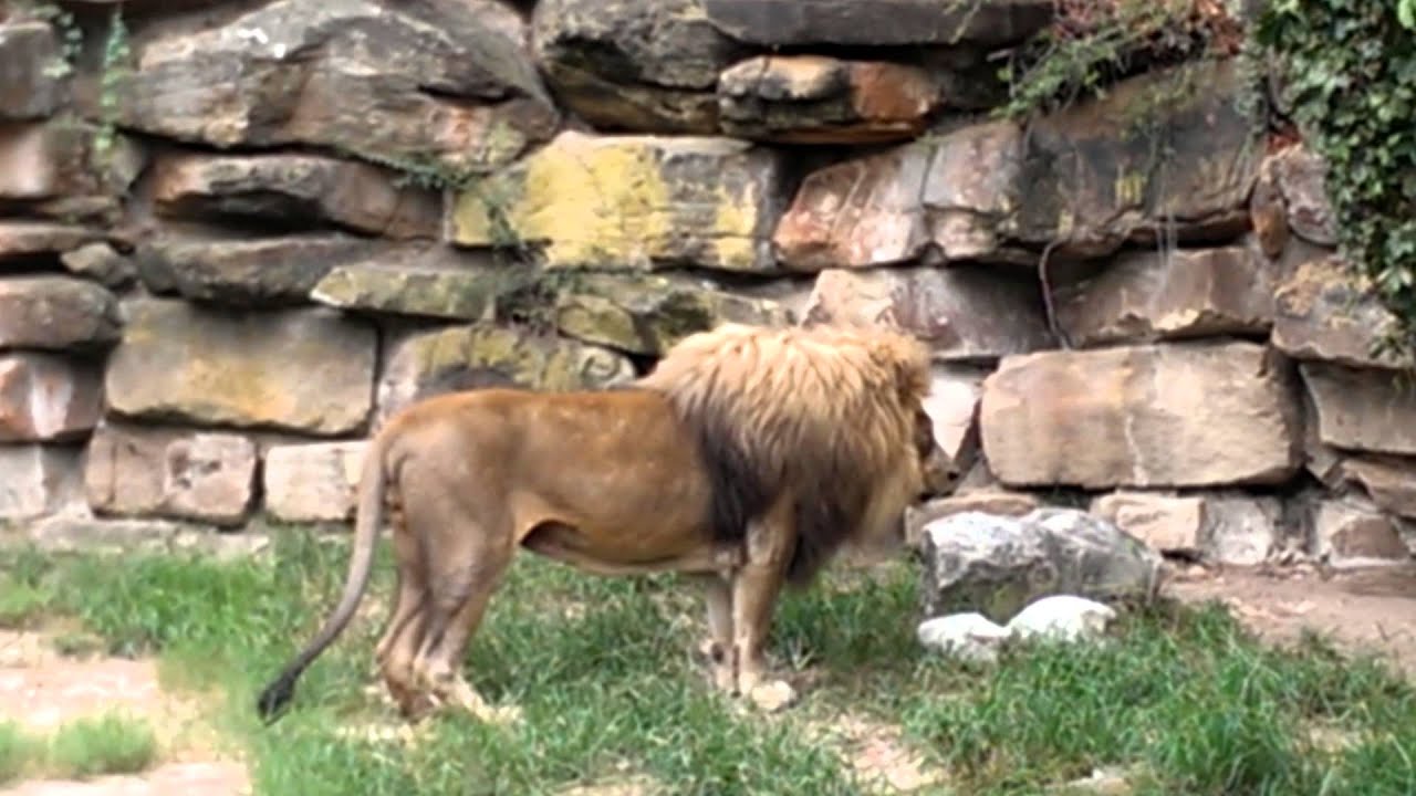 King of the jungle, ROAR - YouTube