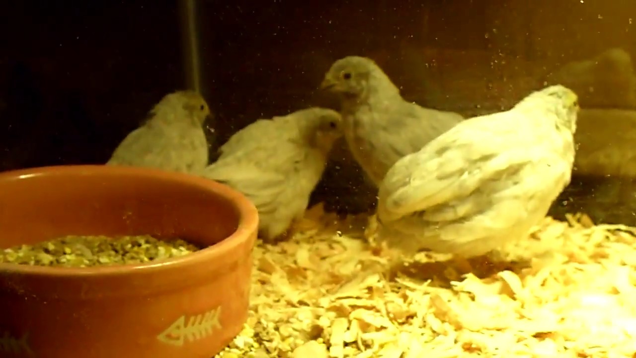 Silver Button Quail 4 weeks old. - YouTube