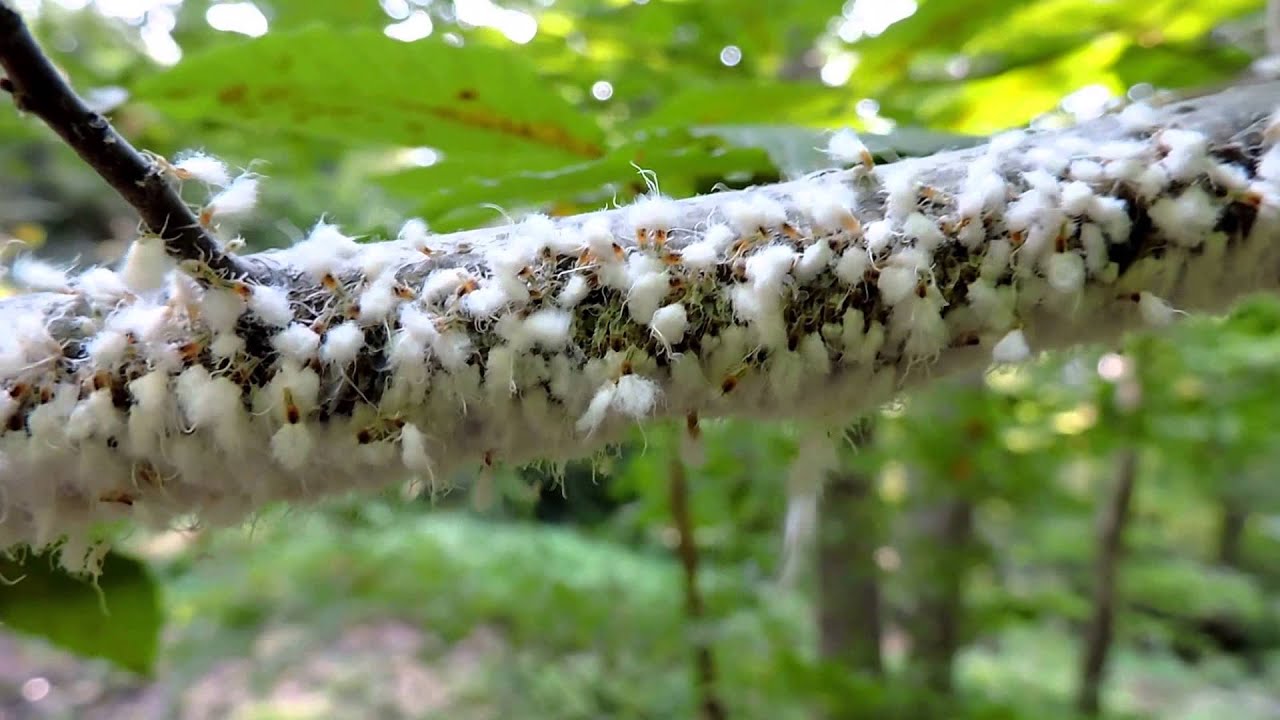 Capital Naturalist: Woolly Beech Blight Aphids Dancing - YouTube