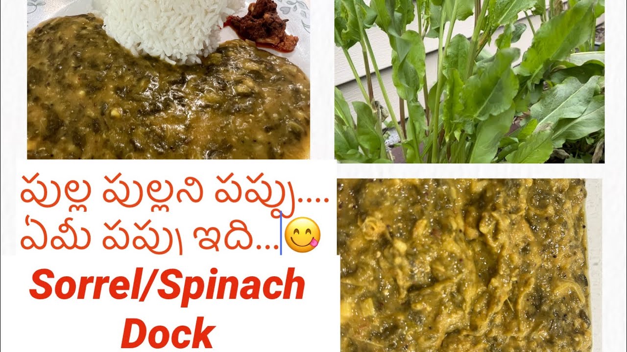 Spinach Dock | Sorrel | Russian spinach | first harvest | harvest from ...