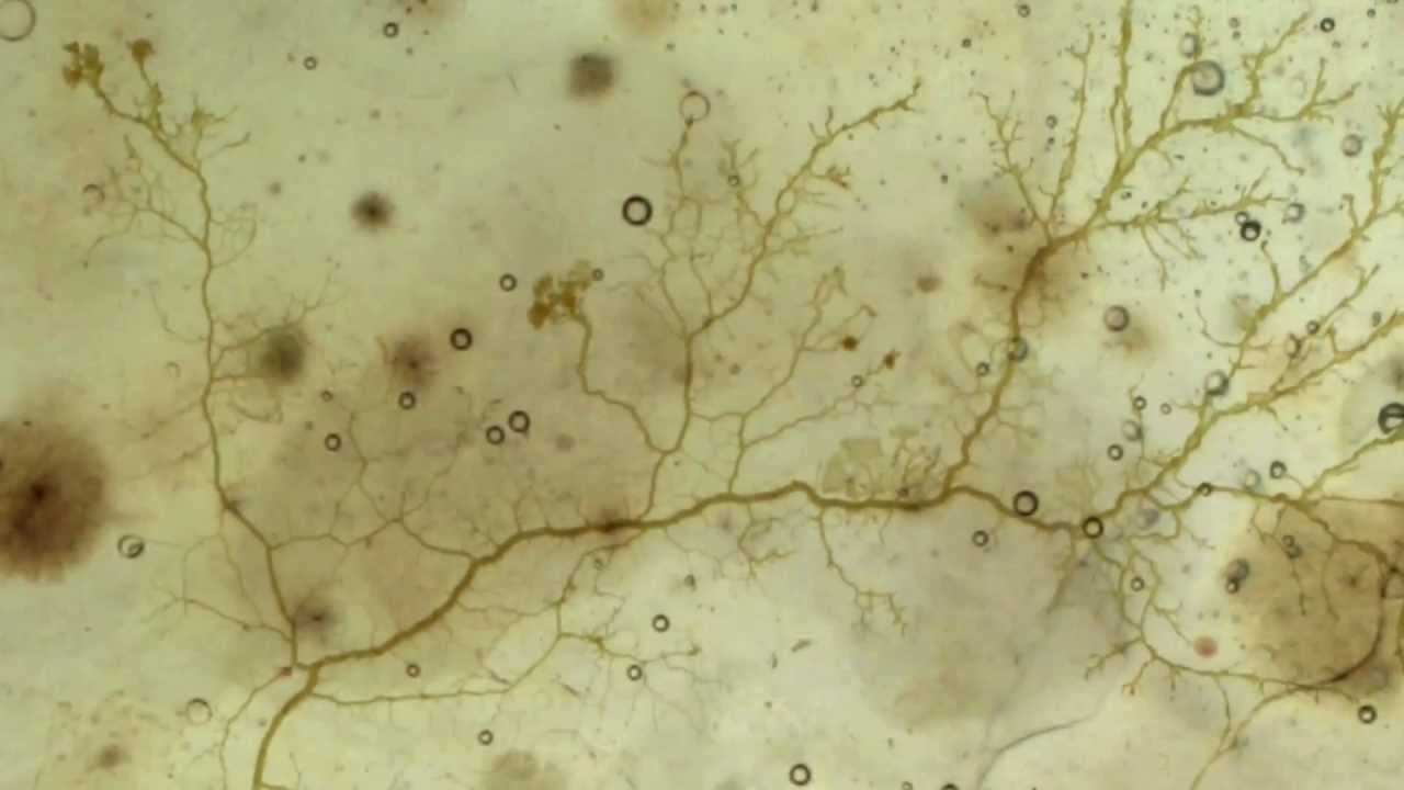 Slime Mold, Living, Growing, Dying - YouTube