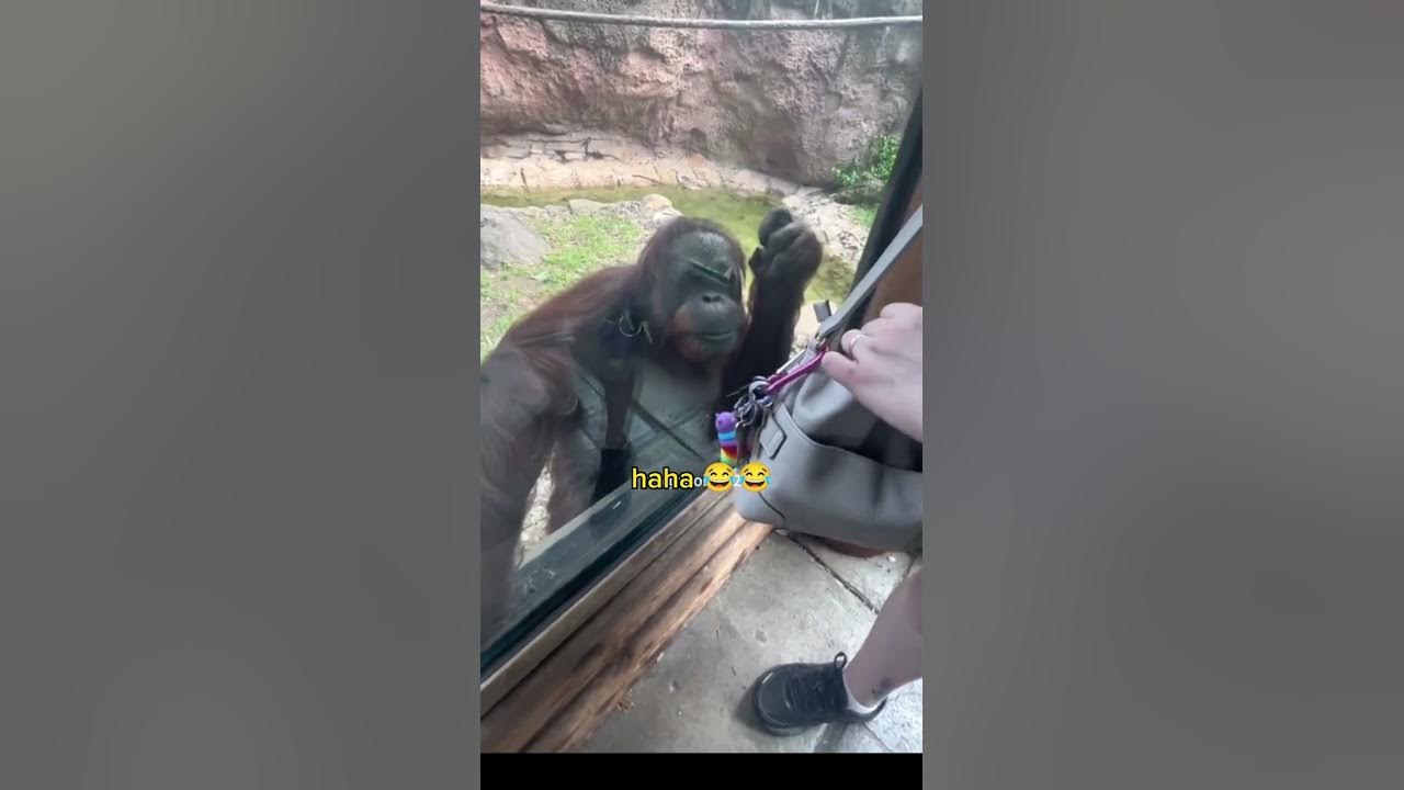 Cười Vỡ Mồm Với Con đười ươi 😂😂 Youtube