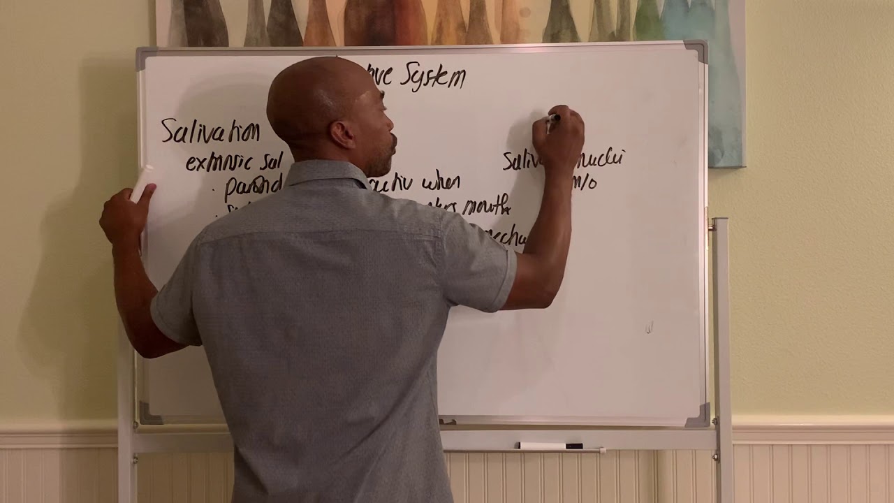 PHYS Dig System Pt 1: Overview and Swallowing - YouTube