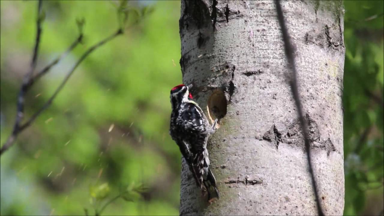 Yellow-Bellied Sapsucker Excavating Nest - YouTube