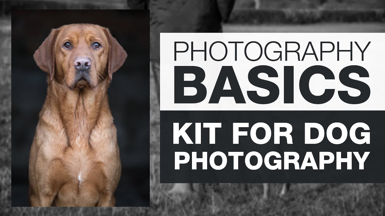 PHOTOGRAPHY BASICS | Kit for Dog Photography - YouTube