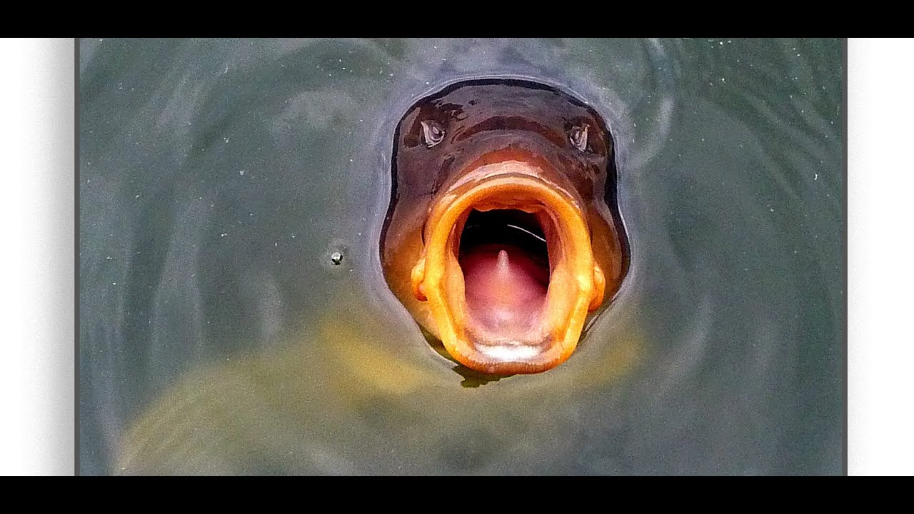 Fish Tongues and Other Oddities - Beneficial Adaptations for Invasive ...
