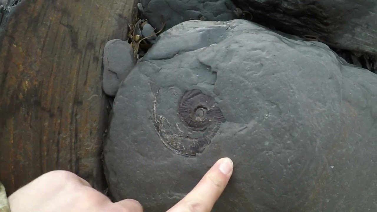 Yorkshire Fossil Hunting runswick bay Feb 2022 - YouTube