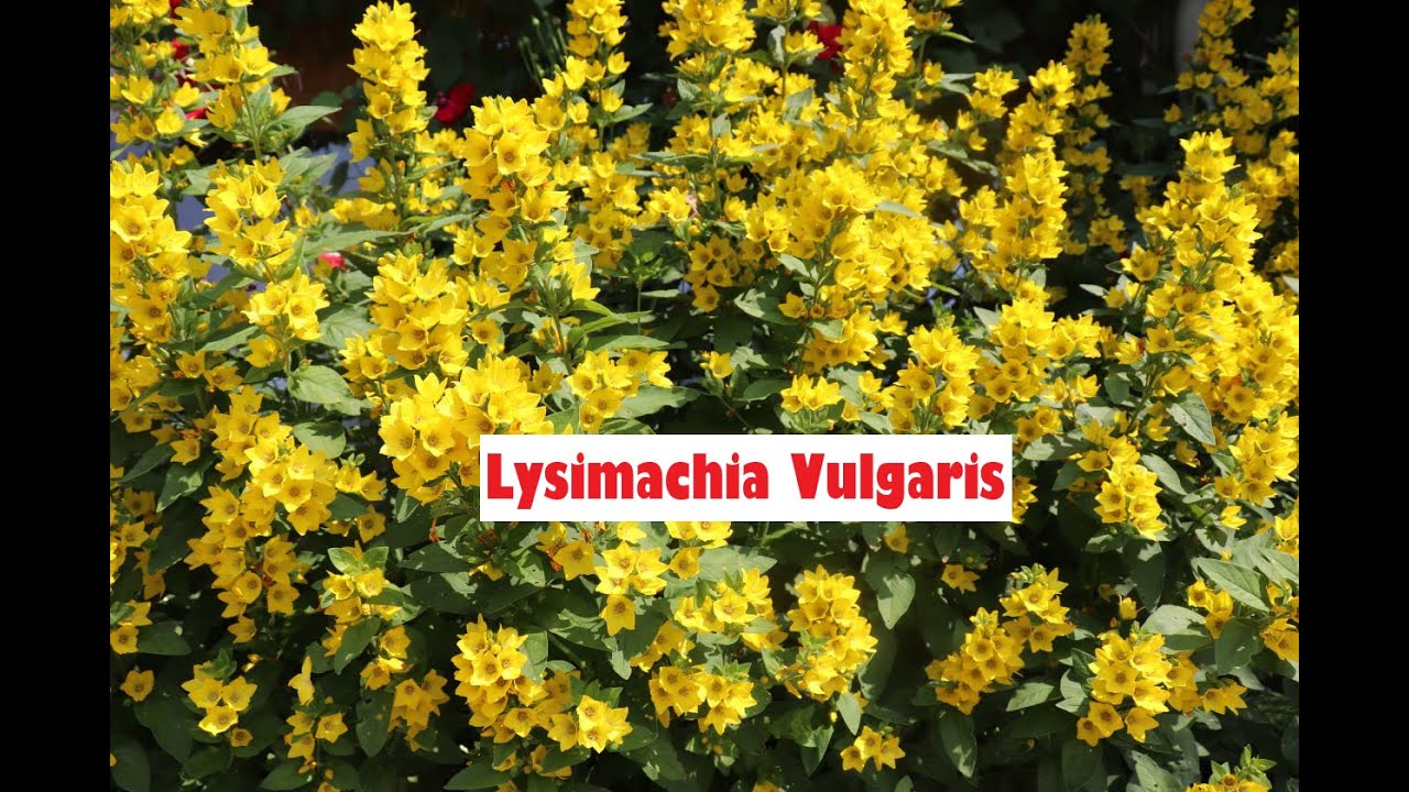 Yellow Loosestrife #Strandlysing | Backyard Flowers - YouTube