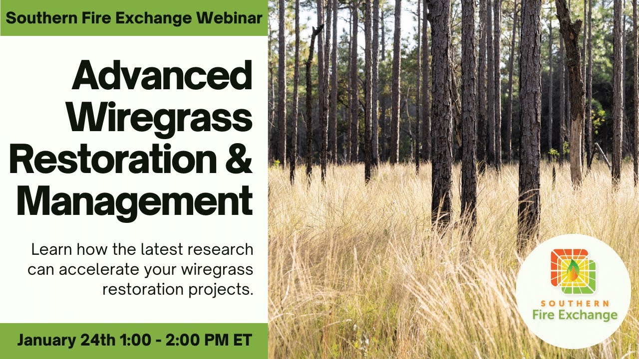 SFE Webinar: Advanced Wiregrass Restoration and Management - YouTube