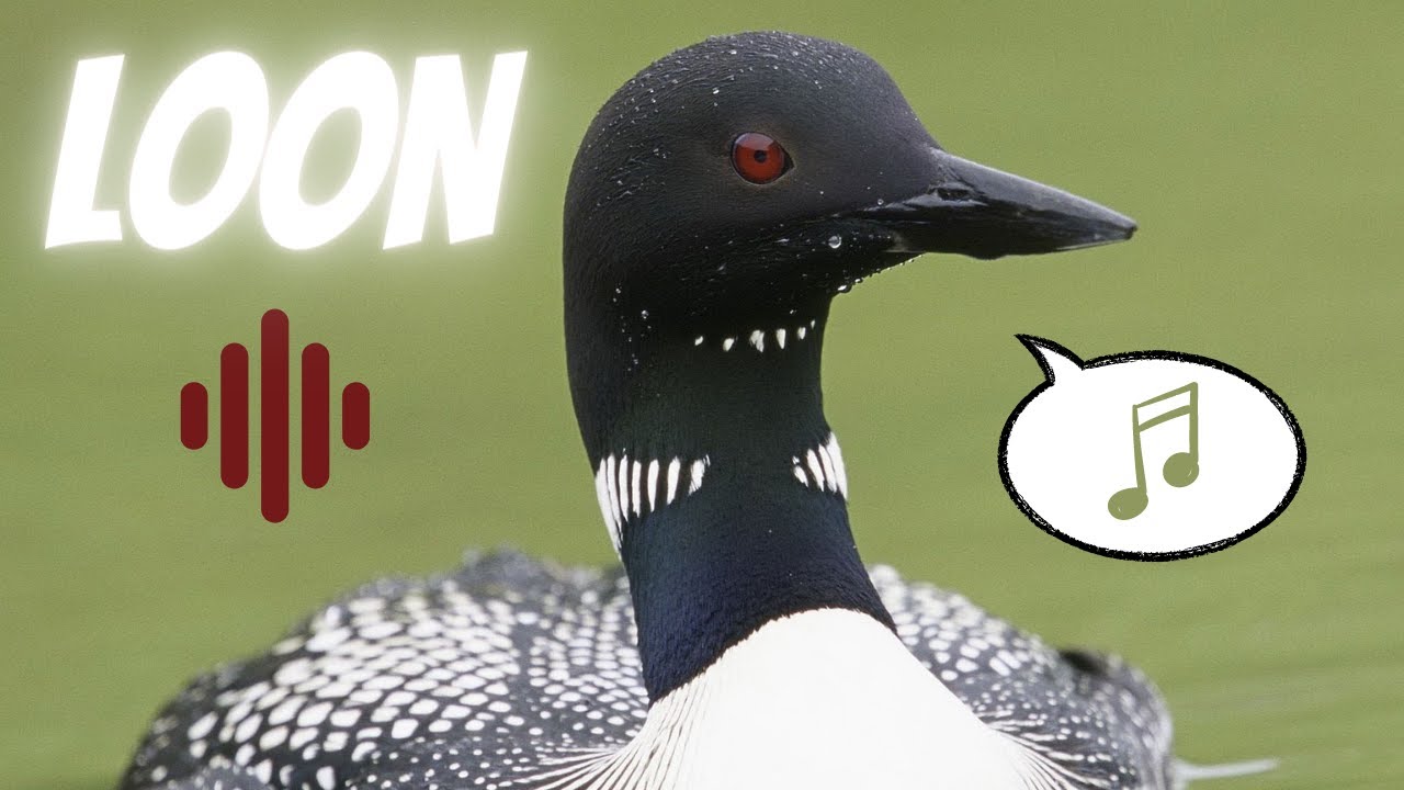 Loon Bird sound. - YouTube