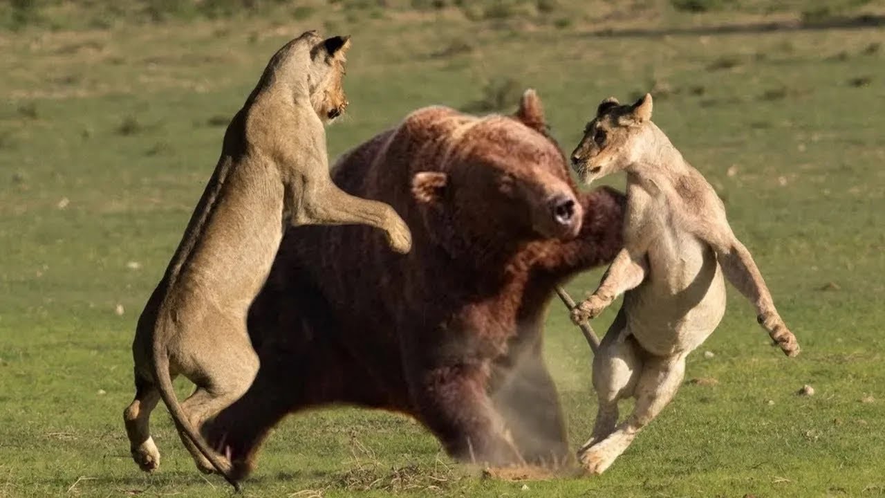 Amazing wild ANIMAL! Top 5 Most Unbelievable Moments Caught On Camera ...