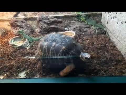 крутая 🐢 черепаха - YouTube