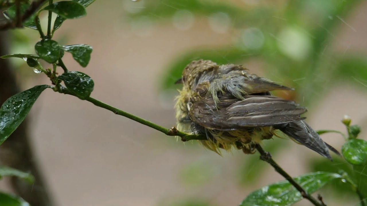 birds in tree rain water - YouTube