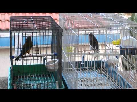 Verderon coupleur de 3 ans agressive 2016