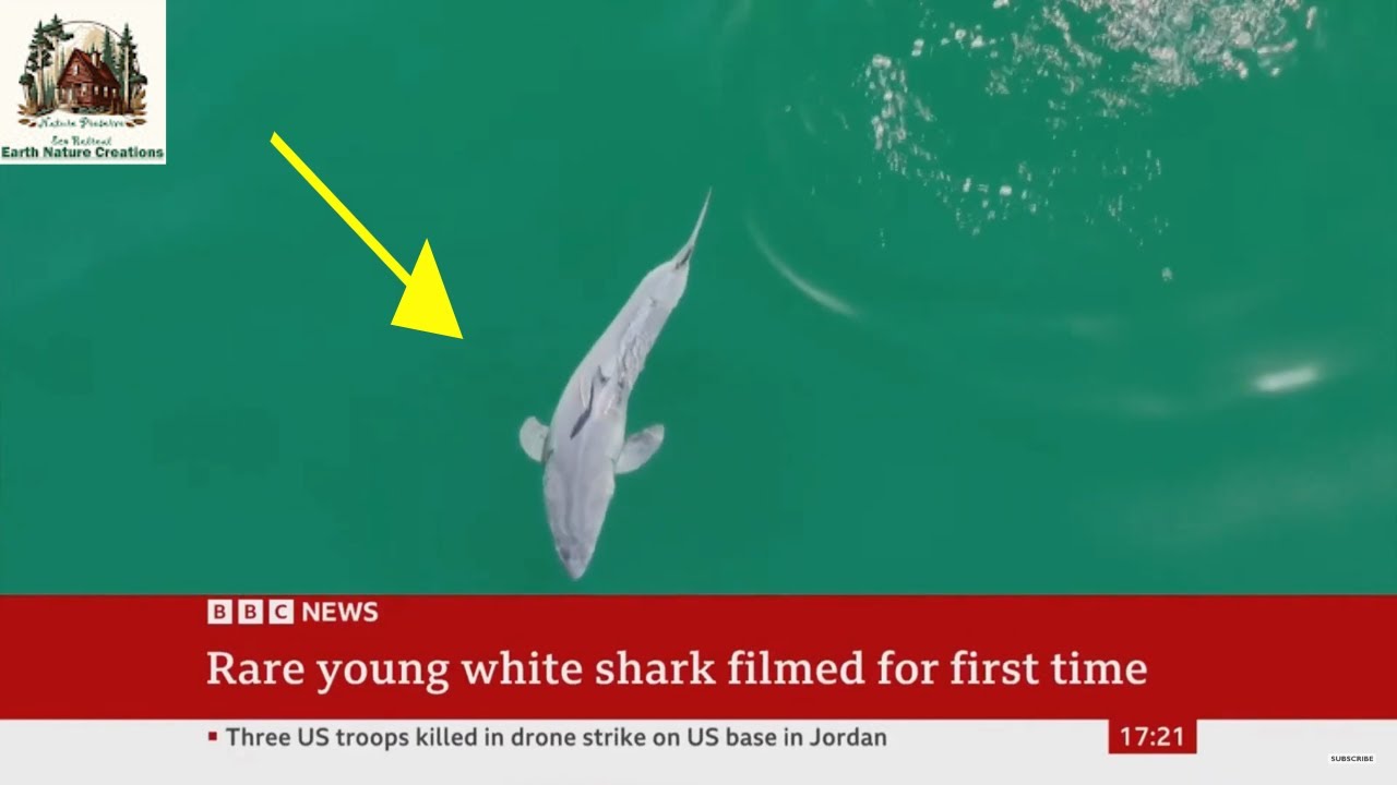 Newborn Baby Great White Shark Filmed for the First Time: BBC News ...