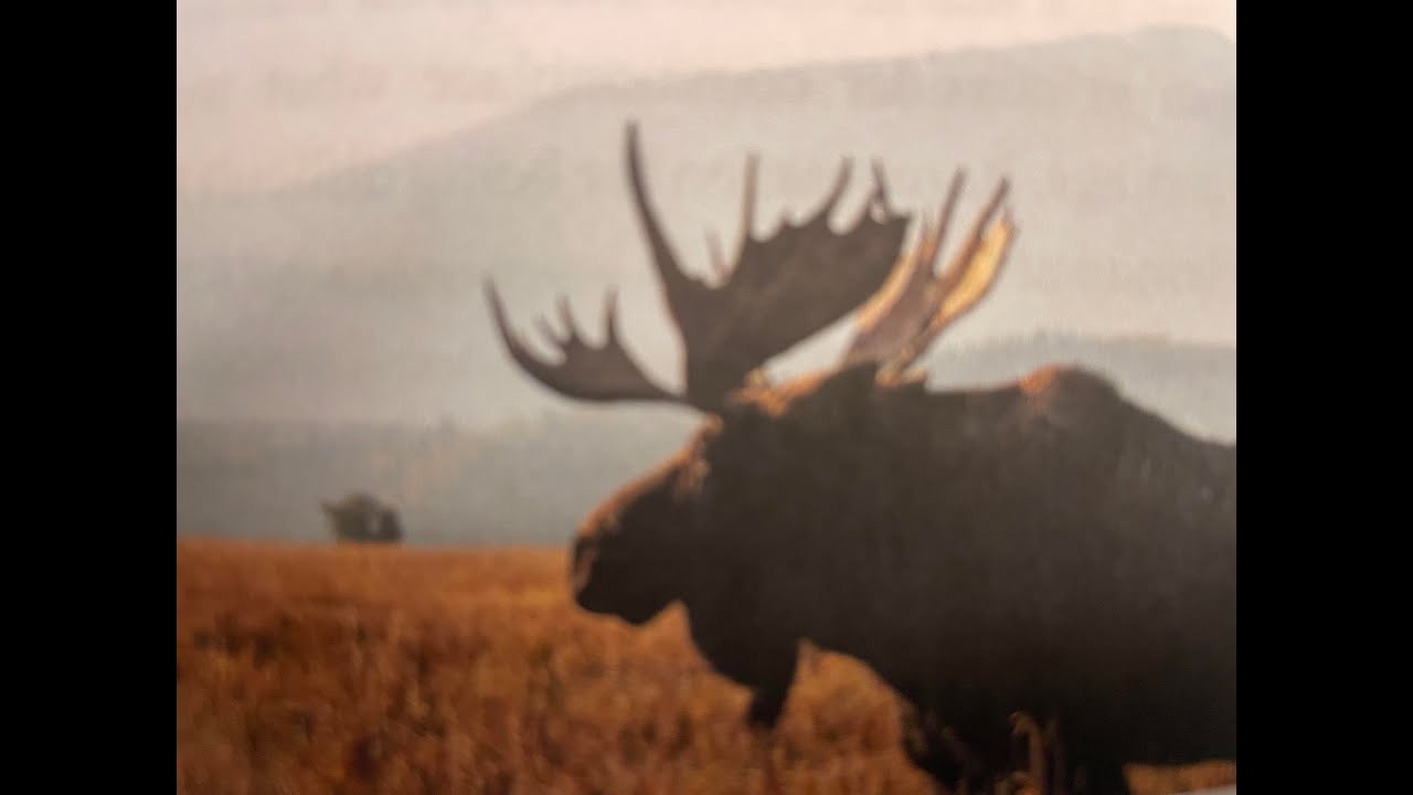 Moose - YouTube