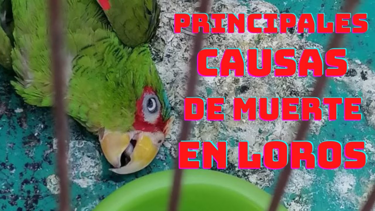 🦜👉 Principales causas de muerte en loros 🦜 Por qué mueren los loros de ...
