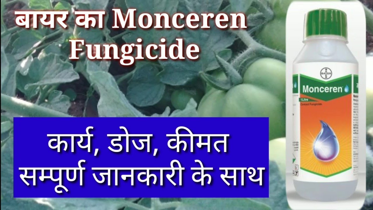 Bayer Monceren Fungicide // कीमत, मात्रा, डोज सम्पूर्ण जानकारी - YouTube