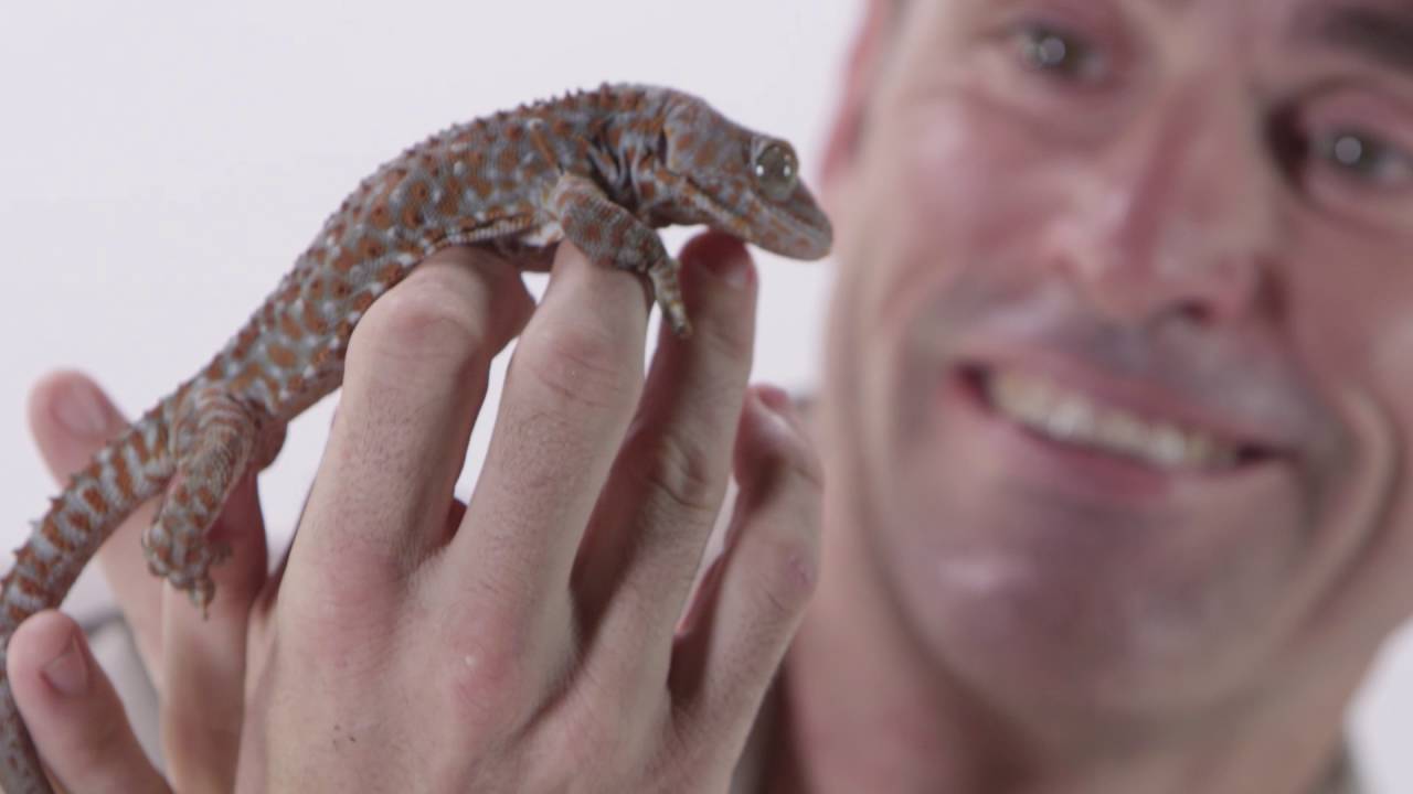 The Hardest Biter in the Zoo! The Tokay Gecko - YouTube