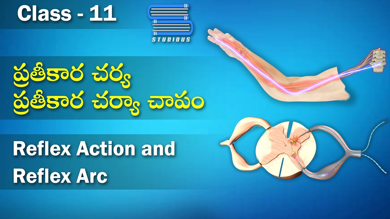 Reflex Action And Reflex Arc Biology Reflex Action And Reflex Arc Biology