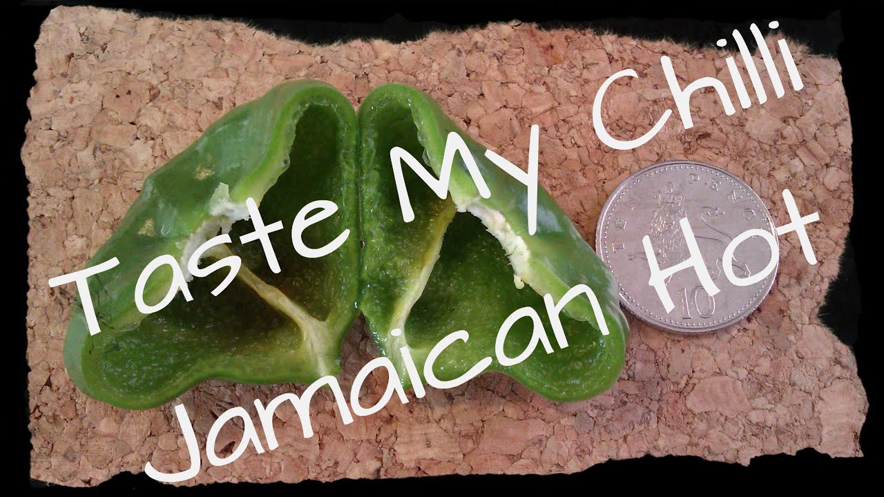 Taste My Chilli #29 - Jamaican Hot Red - Unripe - YouTube