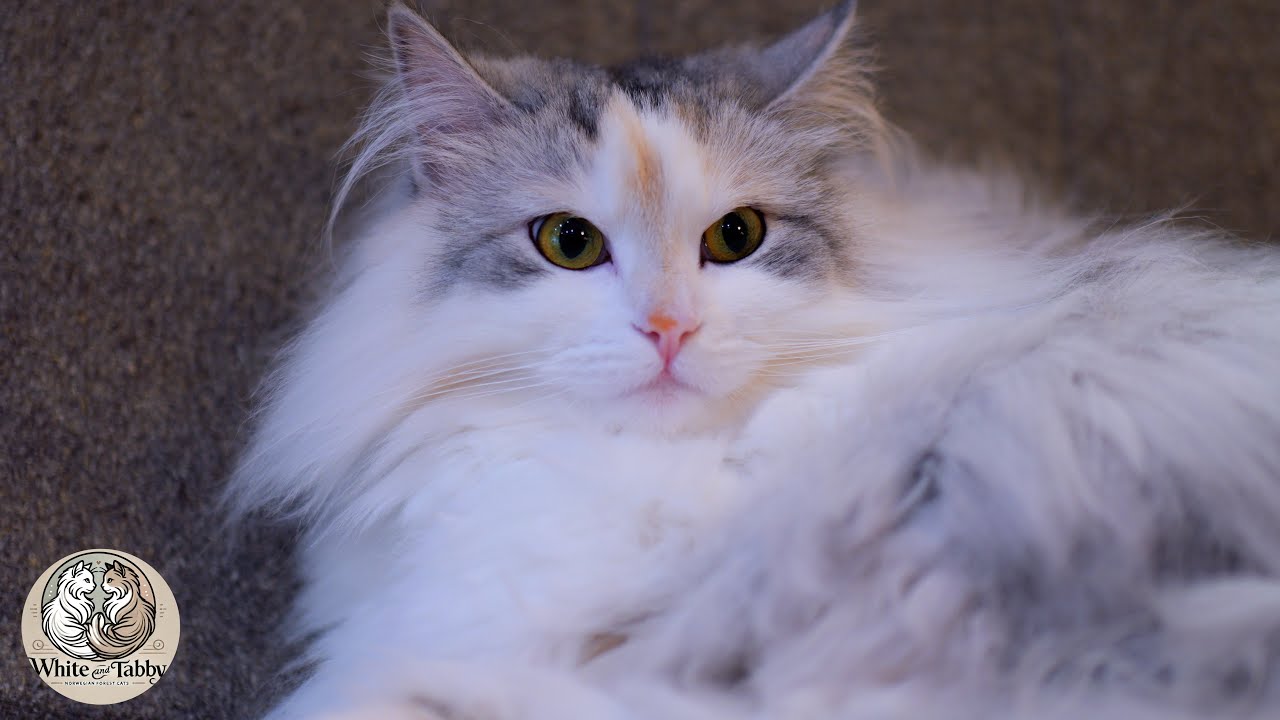 Where Shall We Nap Today? A Fluffy Morning with White and Tabby | 2 ...