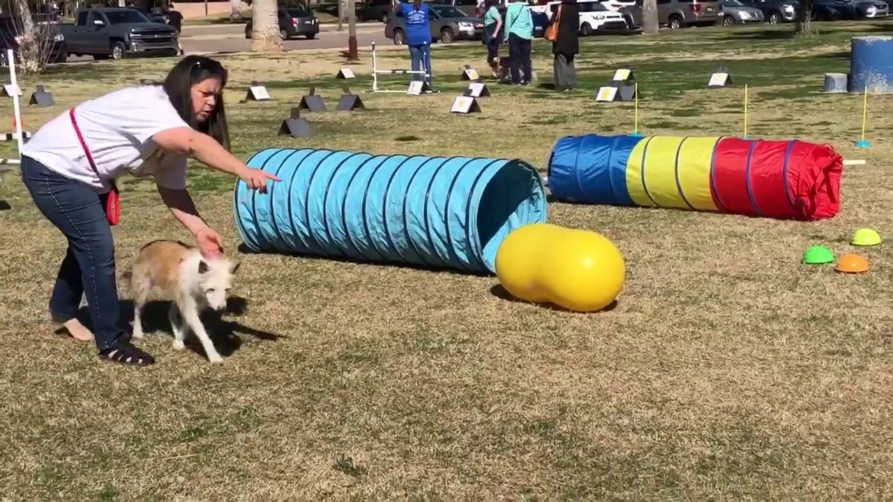 Tobiana s AKC Trick Dog Titles 3 7 2020 YouTube tobiana-s-akc-trick-dog-titles-3-7-2020-youtube