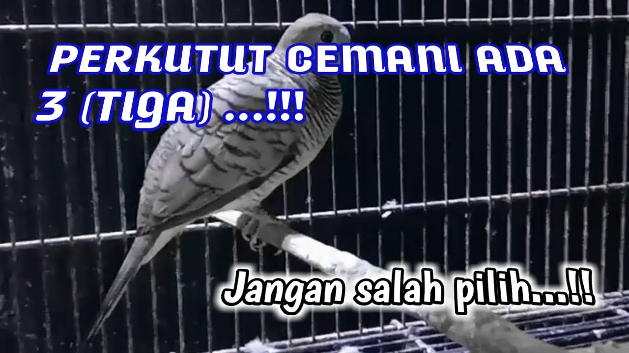 Perbedaan perkutut cemani dengan majapahit - YouTube