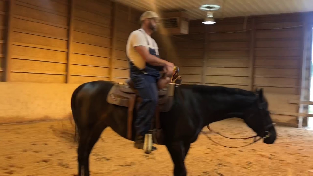 Rowdy- Large Pony - Hunter - YouTube