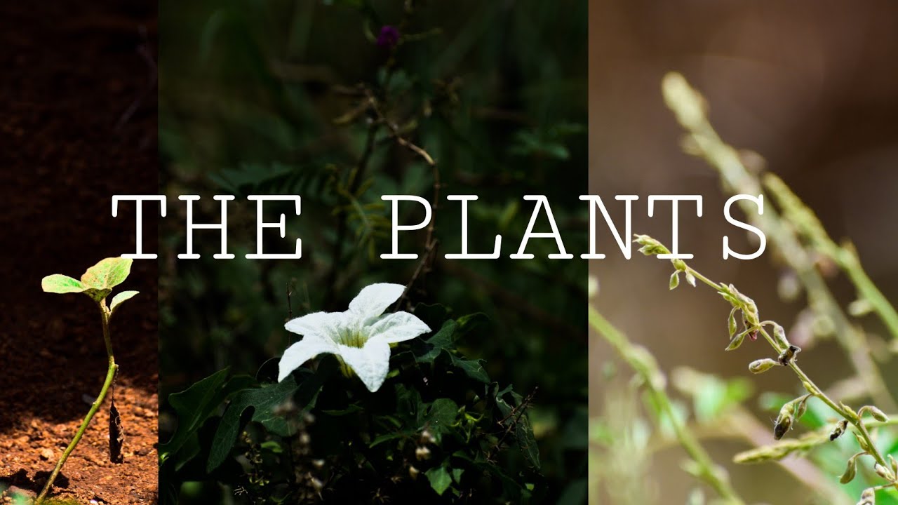 THE PLANTS - A Cinematic Video - YouTube