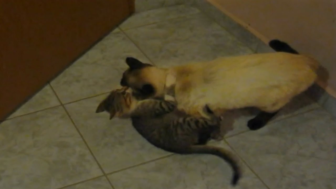CAT FIGHT Siamese Cat VS Stray Cat - YouTube