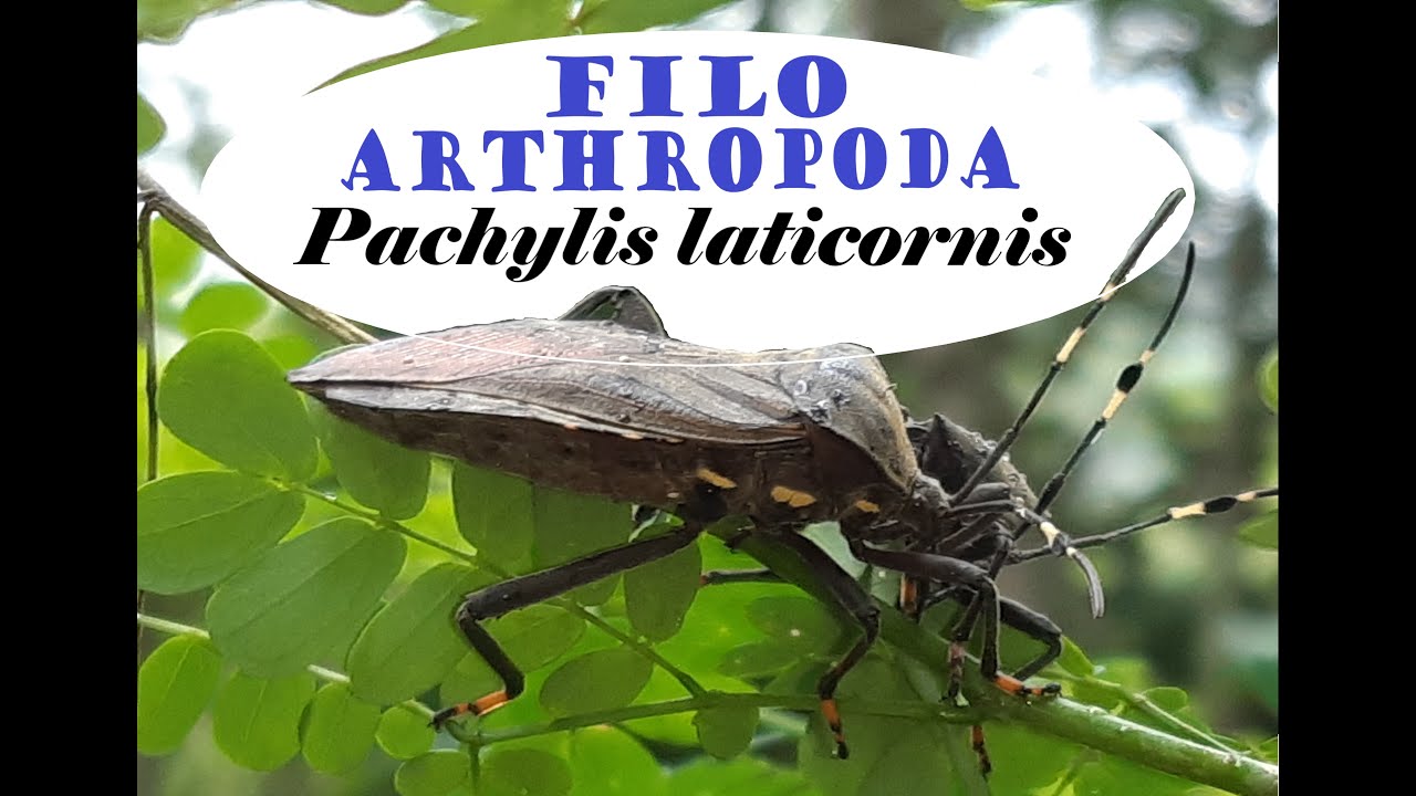 Pachylis laticornis - Percevejo pé de folha. - YouTube