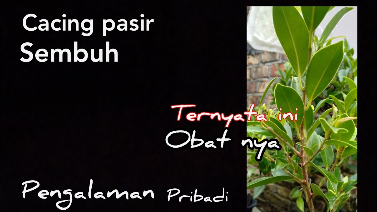 Cacing masuk ke kulit,Cutaneous Larva Migran(CLM).Ini obat nya - YouTube