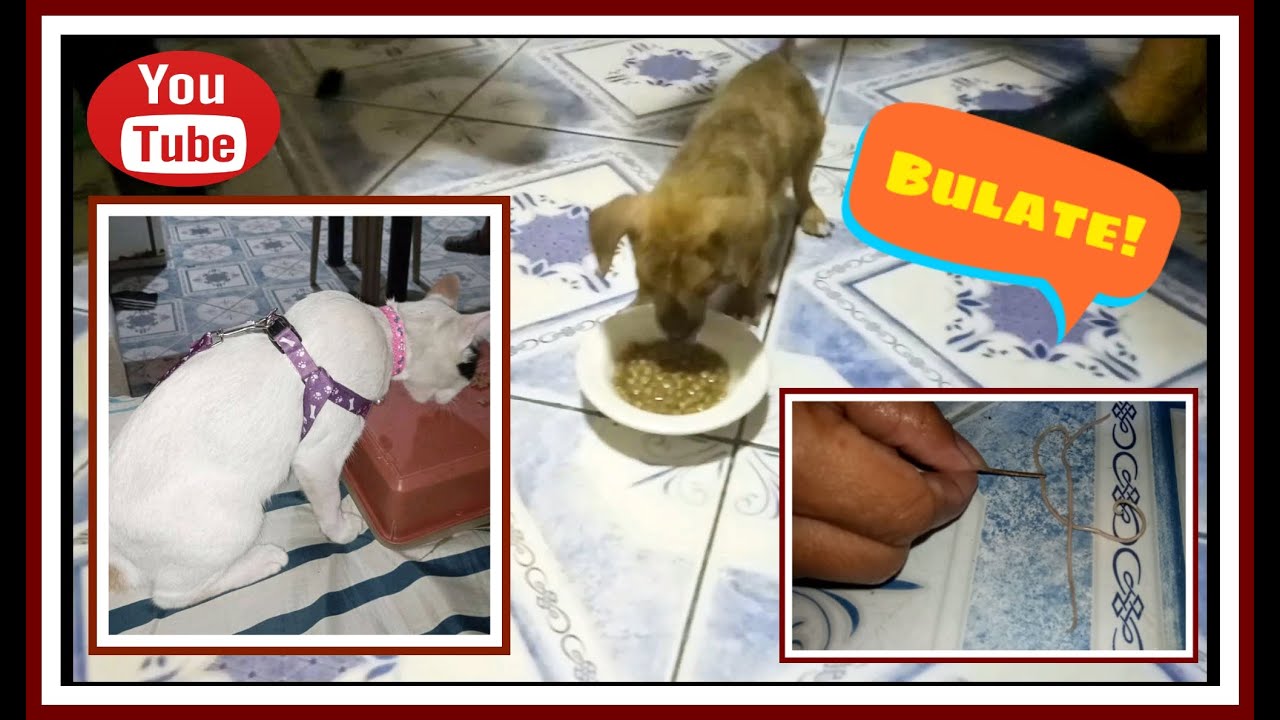 Mabisang Pampurga sa Aso at Pusa (Deworming) - YouTube