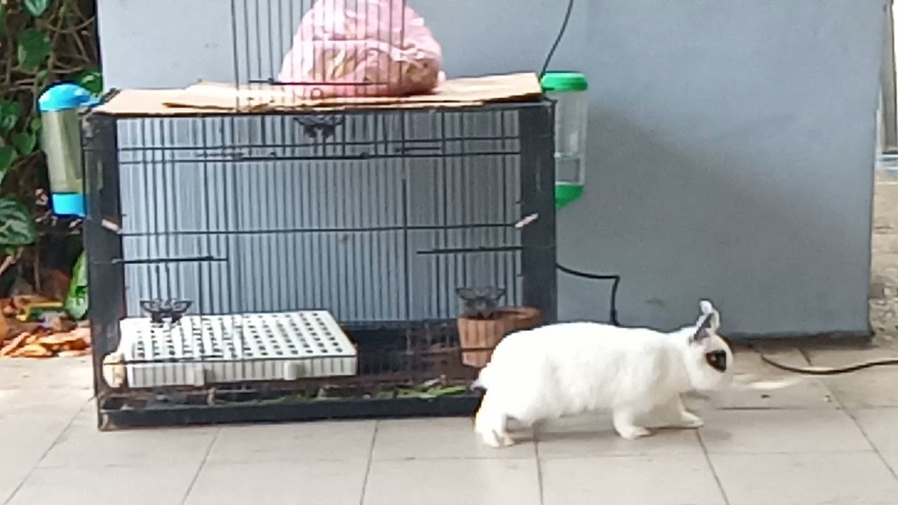 Kelinci Netherland Dwarf - YouTube